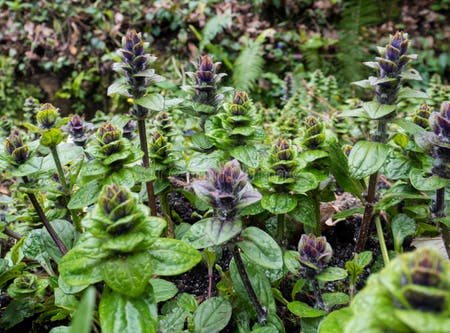 Ajuga Pyramidalis or Pyramidal Bugle Plants Stock Photo - Image of ...