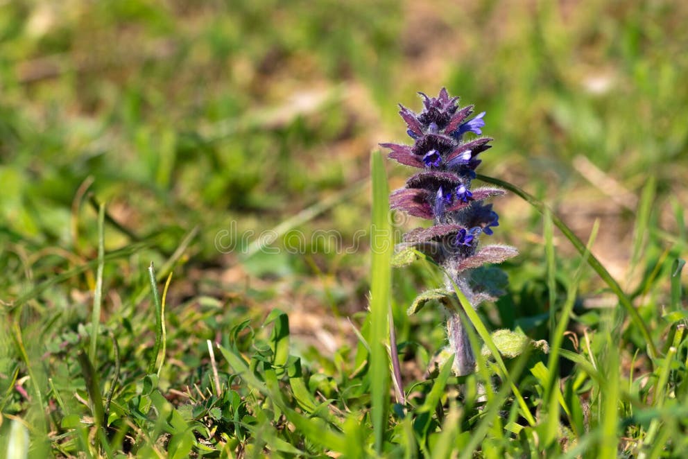 Ajuga Pyramidalis, Pyramidal Bugle. Wild Plant at Spring Season Stock ...