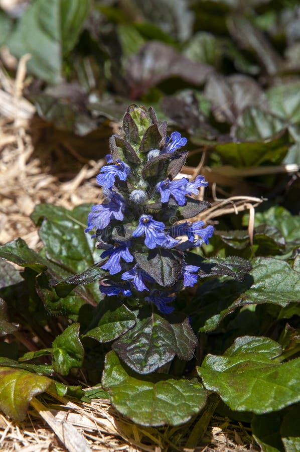 Ajuga Reptans or Purple Carpet Bugleweed in Garden Stock Photo - Image ...