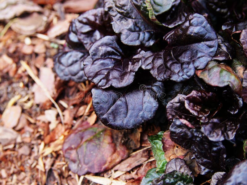 Ajuga Reptans Black `Scallop` Stock Photo - Image of garden, herbaceous ...