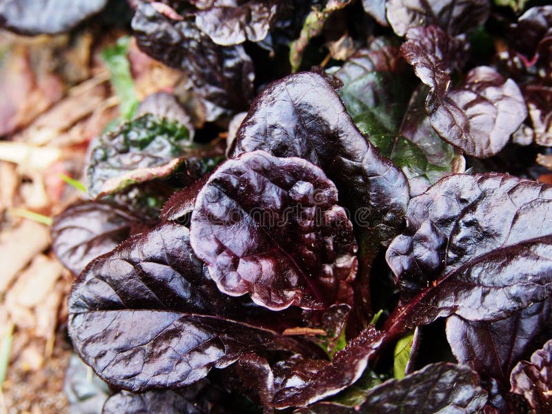 Ajuga Reptans Black `Scallop` Stock Image - Image of colorful, blooming ...