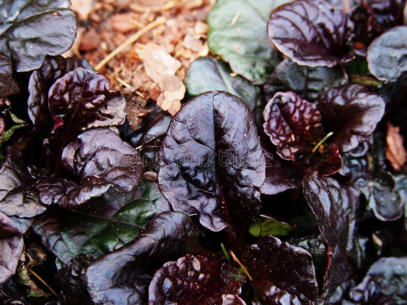 Ajuga Reptans Black `Scallop` Stock Image - Image of ajuga, colorful ...