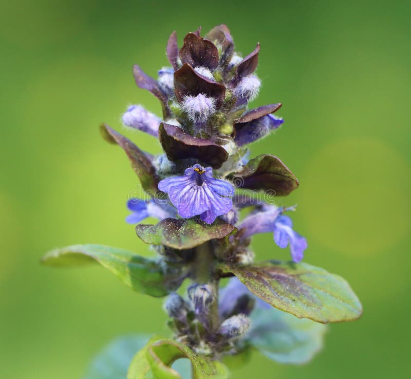 Ajuga Reptans (blue Bugle, Bugleherb, Bugleweed) Stock Photo - Image of ...