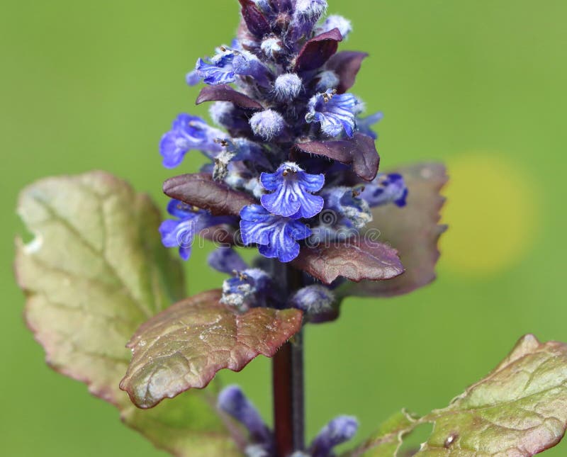 Blue bugle Ajuga reptans stock image. Image of colour - 91127289