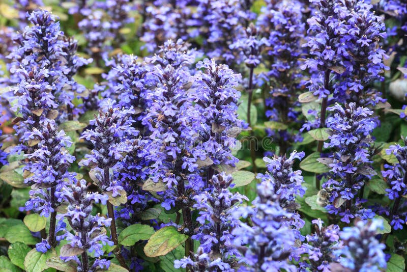 Blue bugle Ajuga reptans stock image. Image of colour - 91127289