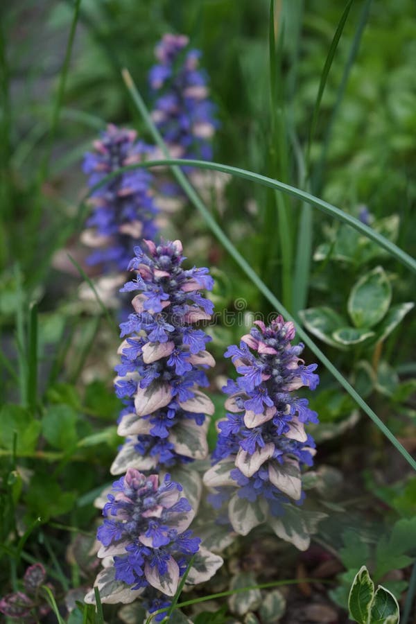 Ajuga Reptans, Bugle, Blue Bugle, Bugleherb, Bugleweed, Carpetweed ...