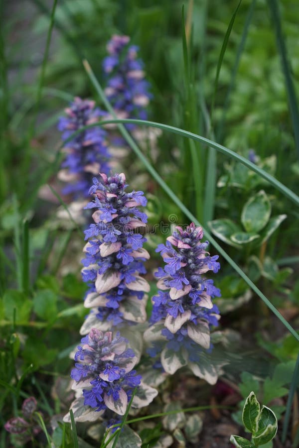 Ajuga Reptans, Bugle, Blue Bugle, Bugleherb, Bugleweed, Carpetweed ...
