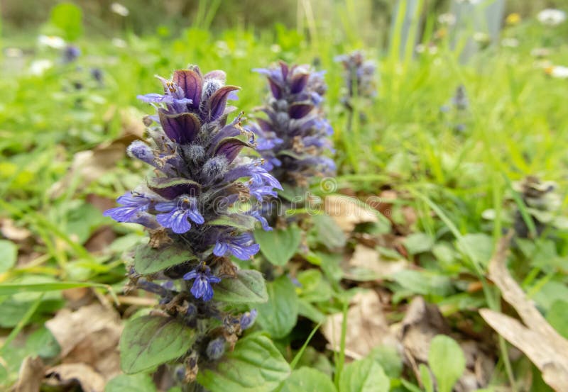 Ajuga Reptans or Bugle Flowering Plants Stalks with Blue Flowers ...