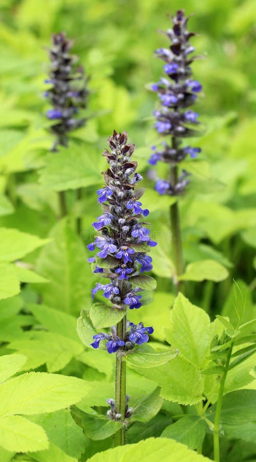 Ajuga Reptans Grows and Blooms in Herbs Stock Image - Image of green ...