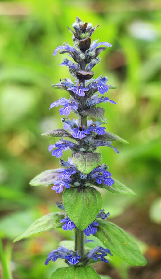 Ajuga Reptans Grows and Blooms in Herbs Stock Photo - Image of ...