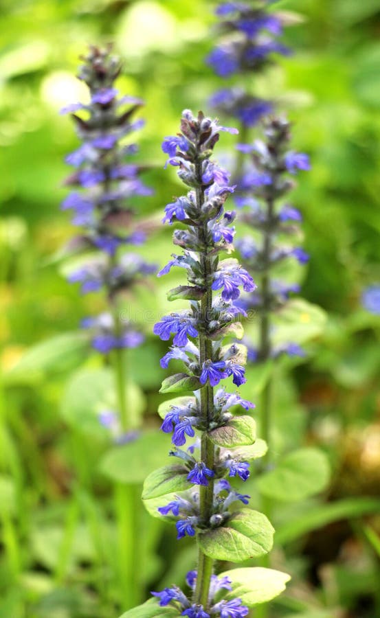 Ajuga Reptans Grows and Blooms in Herbs Stock Image - Image of flora ...