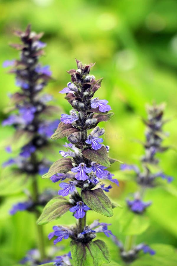 Ajuga Reptans Grows and Blooms in Herbs Stock Image - Image of garden ...
