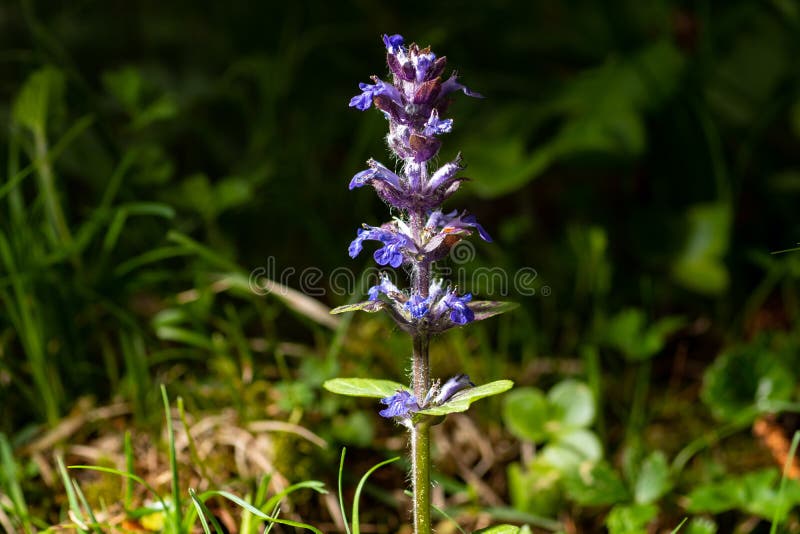 Ajuga stock image. Image of kind, pagan, ajuga, green - 188271499