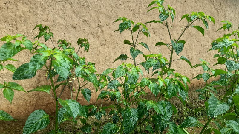 Akabare Stock Photos - Free & Royalty-Free Stock Photos from Dreamstime