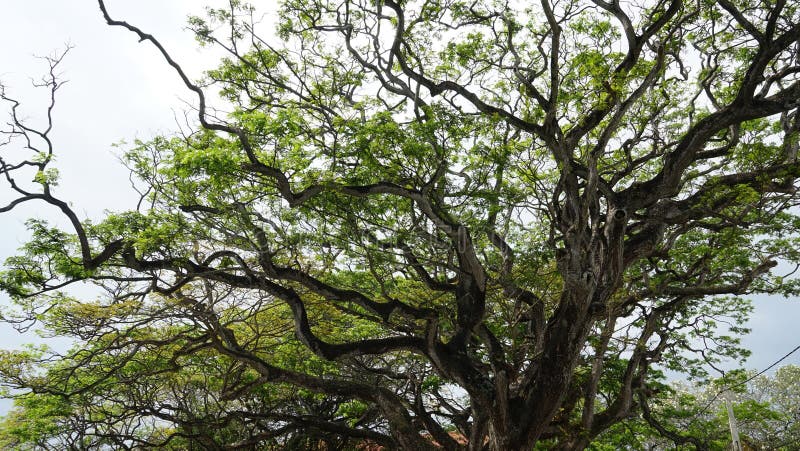 Akacia stock photo. Image of tree, akacia, asia, acacia - 84942206