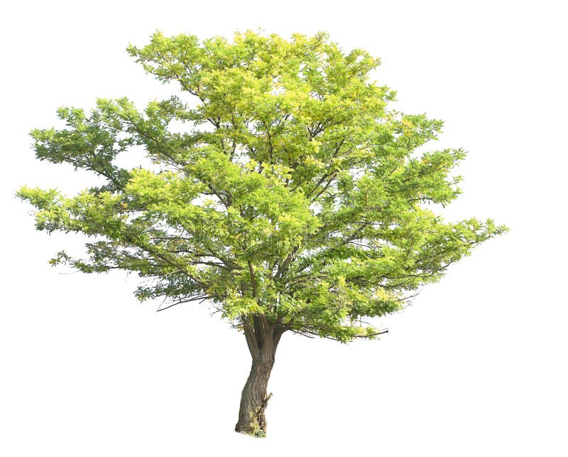 Akacja obraz stock. Obraz złożonej z tło, natura, biały - 15182169