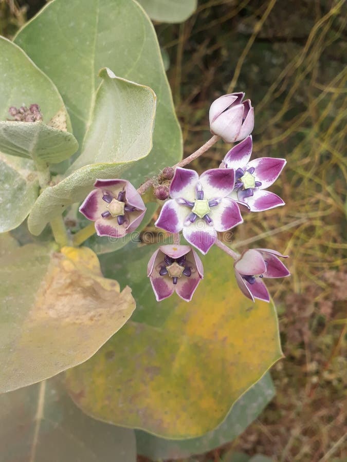 Akada flowers stock image. Image of flowers, world, health - 106431337