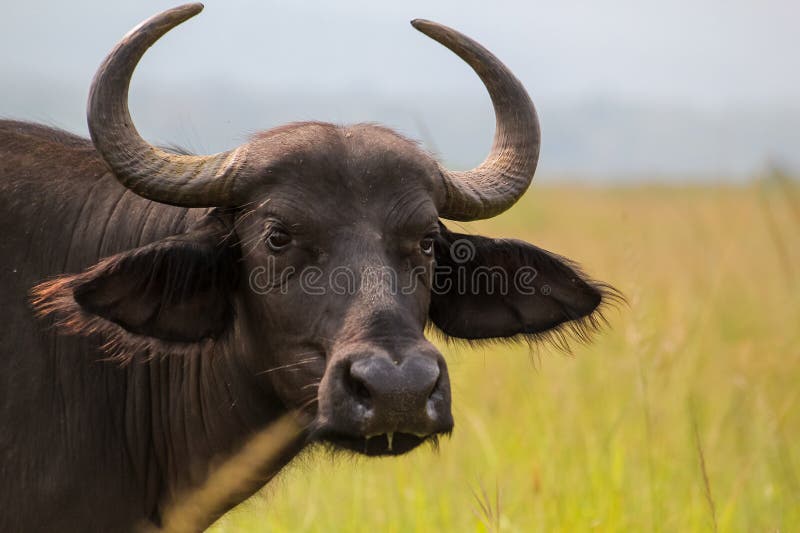 Akagera National Park, Rwanda Stock Image - Image of nature, green ...