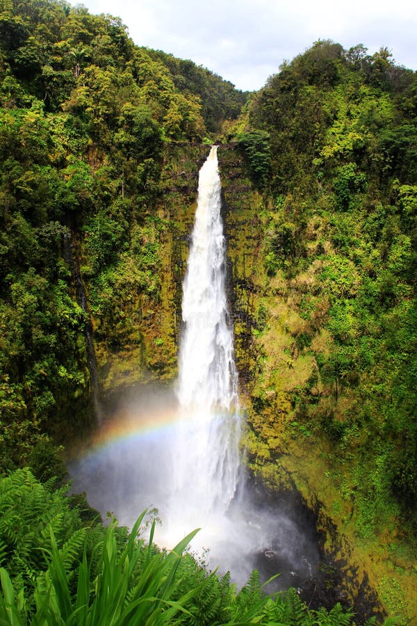 Akaka Falls stock photo. Image of forest, nature, fall - 30921506