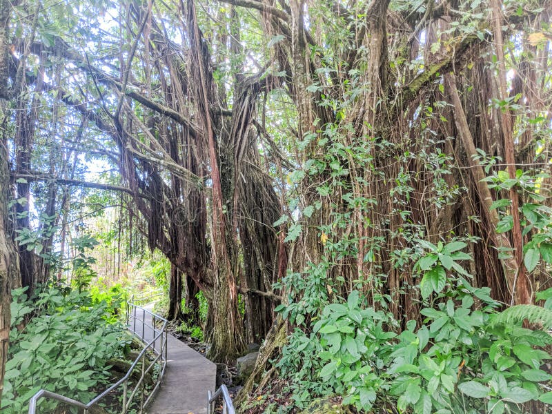 Akaka Falls Loop Hike — Akaka Falls State Park, Big Island Hawaii Stock ...