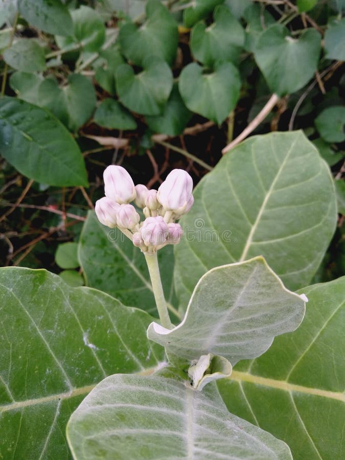 Akand stock image. Image of flower, plant, akand, leaf - 93200833