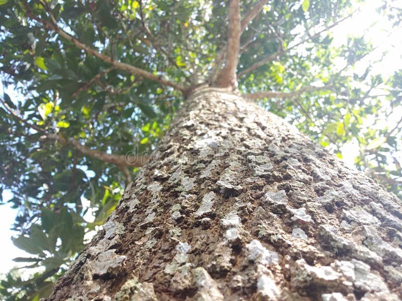 Akasia Tree Sunset stock image. Image of akasia, forest - 185332023