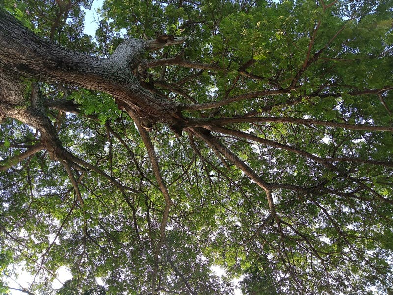 Akasia Tree View in Morning Stock Image - Image of trunk, grove: 206007069