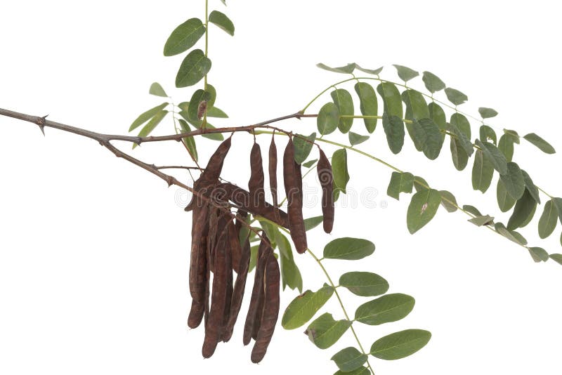 Akazienfrucht stockfoto. Bild von zweig, busch, blätter - 67137438