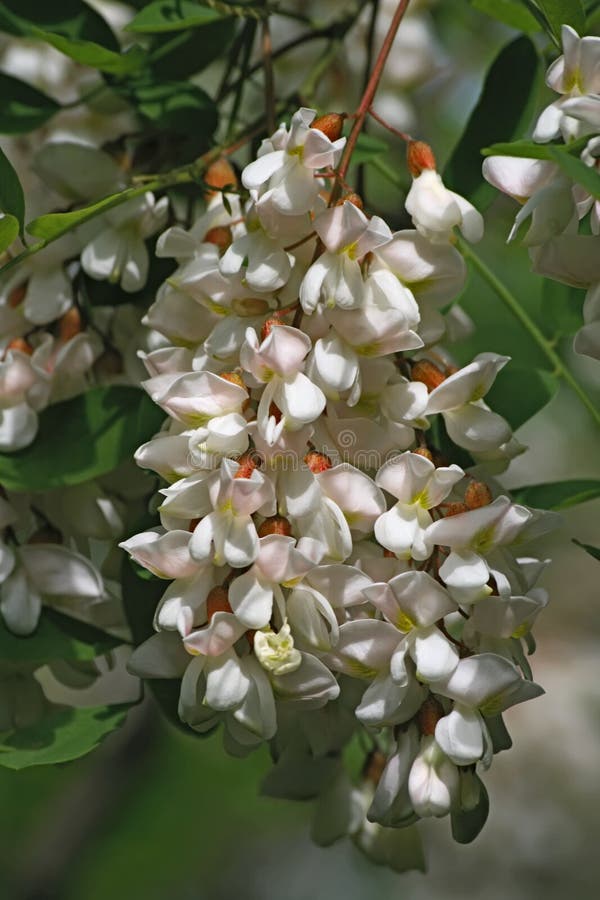 Akazie im Garten stockbild. Bild von idyllisch, schönheit - 19572709