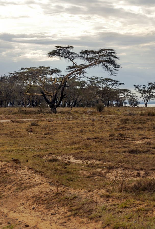 Akazien Auf Der Afrikanischen Savanne Stockfoto - Bild von bunt ...
