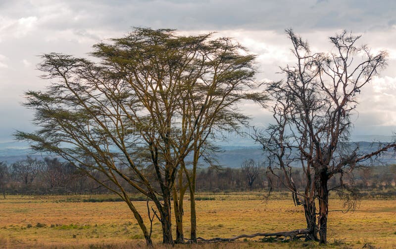 Akazien Baum Der Afrikanischen Landschaft Stock-Fotos - Laden Sie 31 ...