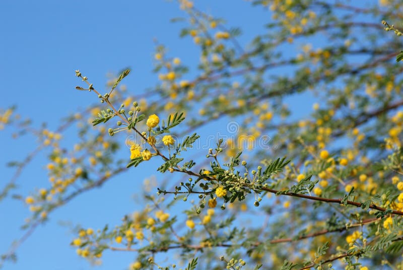 Akazien-Baum stockfoto. Bild von blume, himmel, grün, ägyptisch - 478014