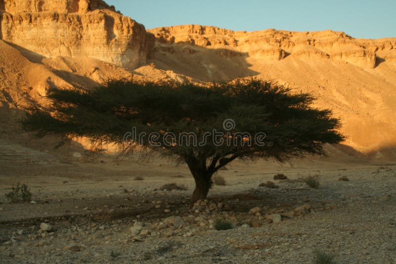 AKAZIEN-BAUM stockbild. Bild von blau, reise, üppig, ebenen - 4784657