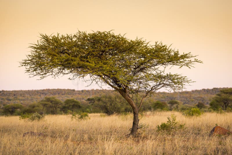 Akazien-Baum Afrika stockbild. Bild von hintergrund, wolke - 66446153