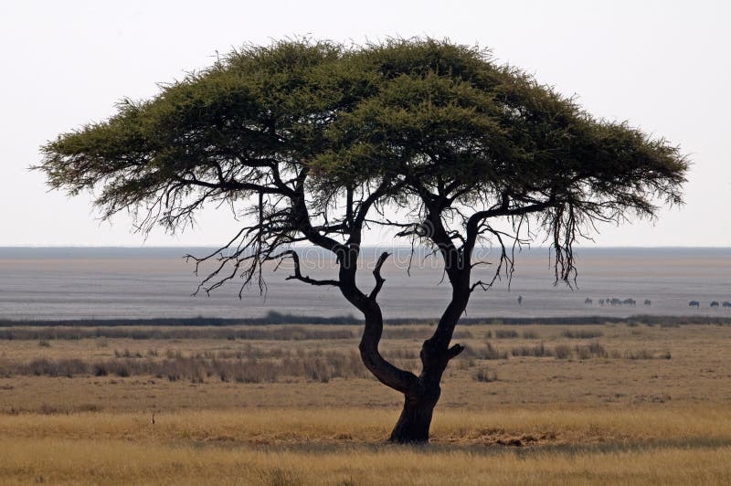 Akazien-Baum in Der Afrikanischen Landschaft Stockbild - Bild von ...