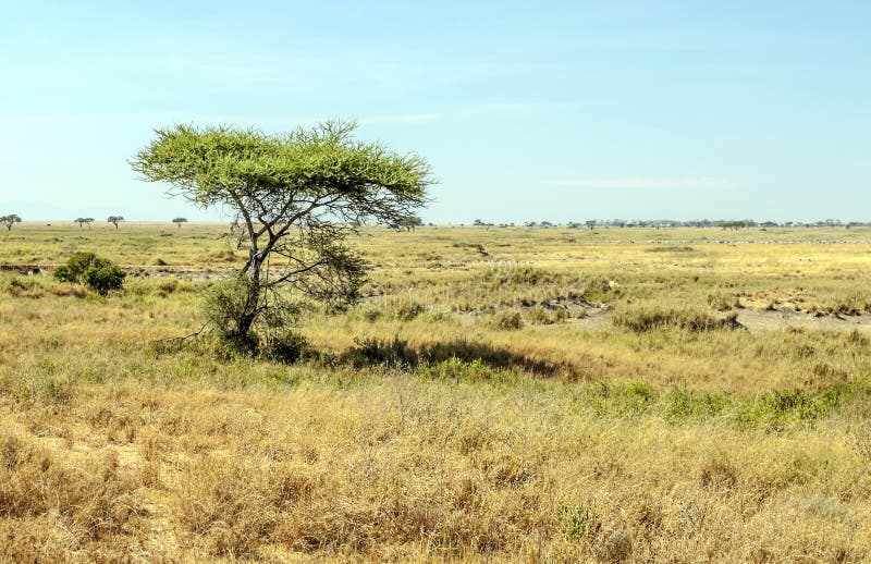 Akazien im serengeti stockbild. Bild von horizontal, wiesen - 43405747