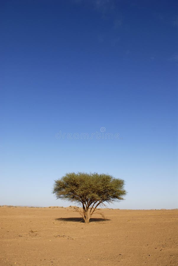 Akazienbaum in Der Sahara-Wüste Stockbild - Bild von frech, frisch ...