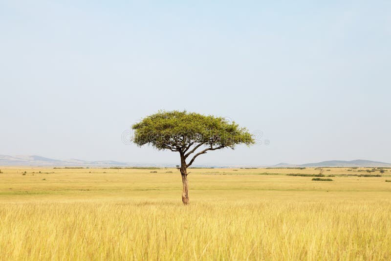Akazienbaum in Afrika stockfoto. Bild von wiese, nave - 20638764