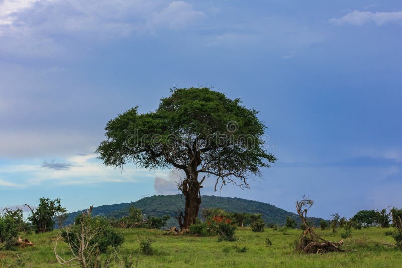 Akazien-Baum Botswana Afrika Stockfoto - Bild von baum, gefahr: 66446288
