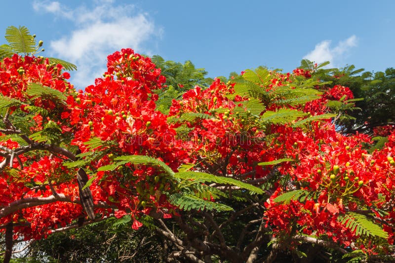 Roter Akazienbaum stockbild. Bild von blau, europa, mehrfarben - 27059339