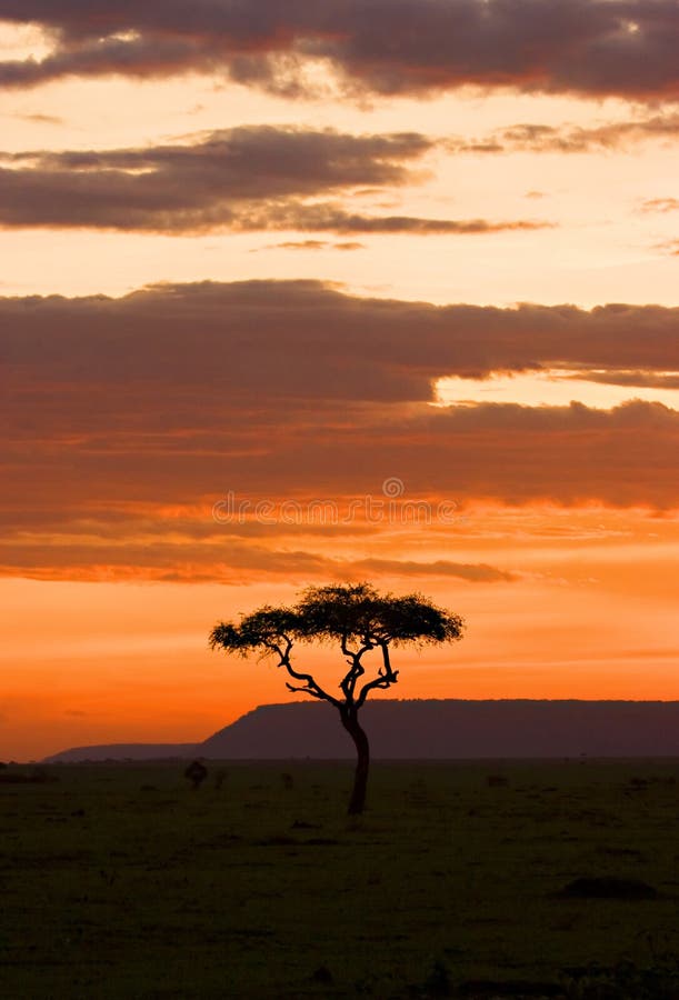 Akazienbaum-Sonnenuntergang Masai Mara Stockfoto - Bild von safari ...