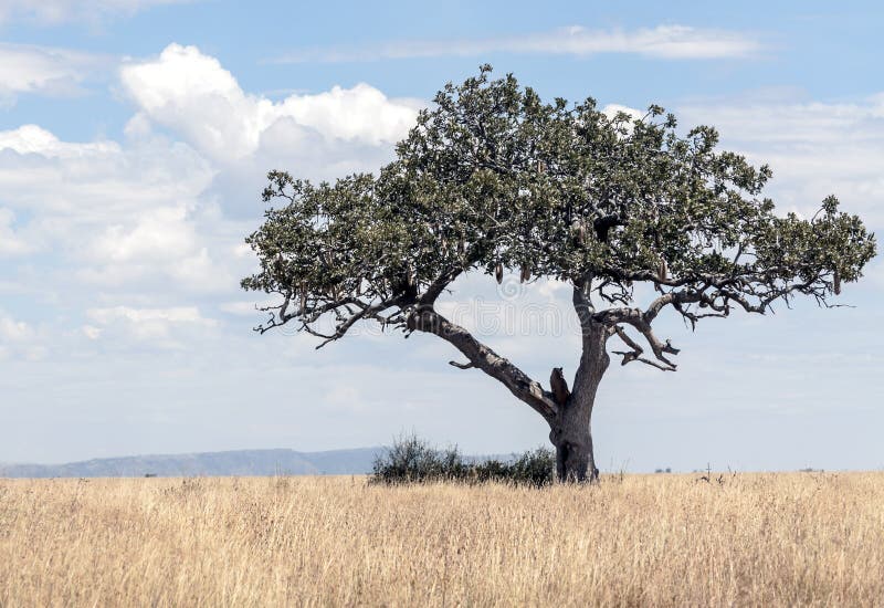 Akazienbaum in Tansania stockfoto. Bild von cape, afrika - 43374620