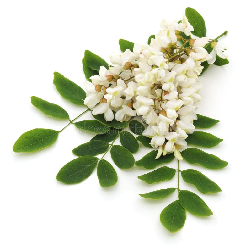 Akazienblüte stockfoto. Bild von bestäubung, schönheit - 85564764