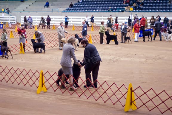 AKC Dog Show editorial photo. Image of ring, people, club - 12465316