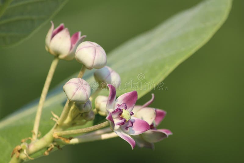 Akdo stock image. Image of indian, hanumans, flowers - 86575109