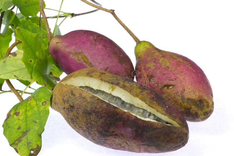 Akebi stock afbeelding. Image of voorwerpen, najaar, rijp - 27248751