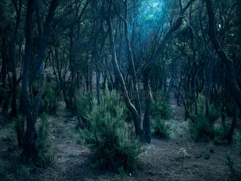 Eng Bos Bij Avond Met Licht Uiteindelijk Stock Afbeelding - Image of ...