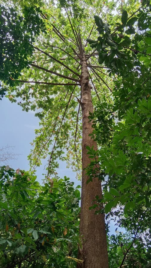 104 Aker Tree Stock Photos - Free & Royalty-Free Stock Photos from ...