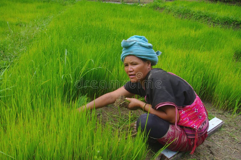 Akha Women in the Rice Field Editorial Stock Photo - Image of diversity ...