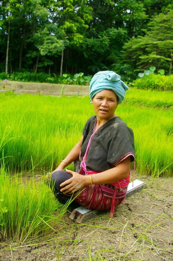 Akha Women in the Rice Field Editorial Stock Photo - Image of plan ...